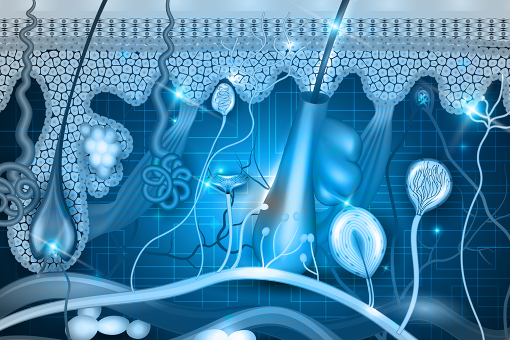 Anatomia dei Capelli. Parte 1: struttura interna e sottocutanea — Blog ...